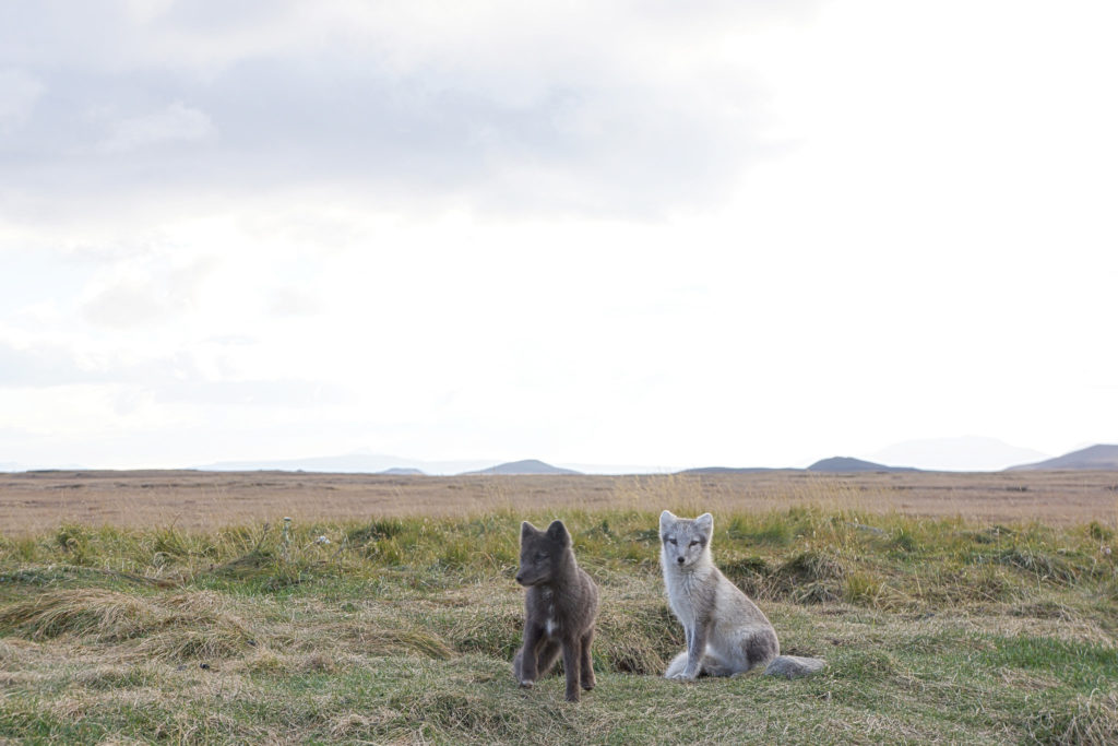 Arctic Fox in Iceland - NAT